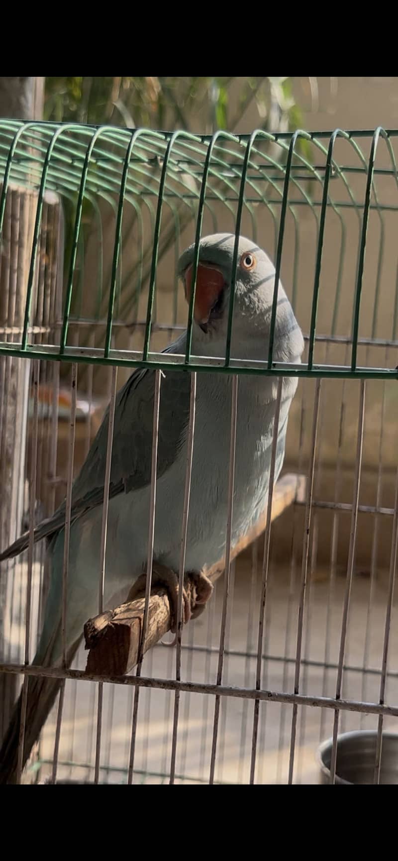 Blue Ringneck - Hand Tame - 1.5 year - Parrots - 1110412560