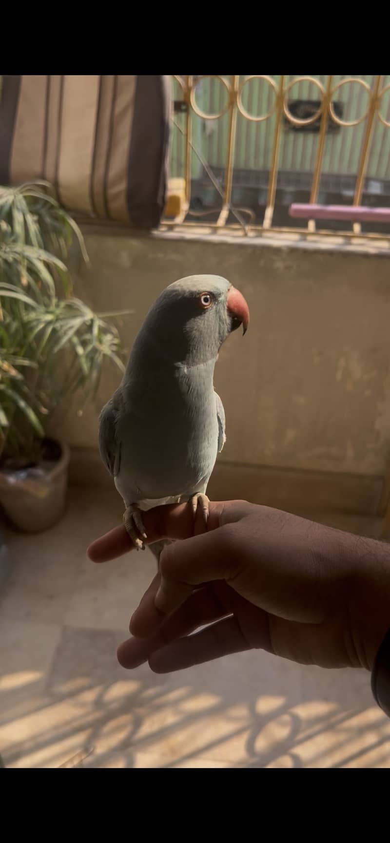 Blue Ringneck - Hand Tame - 1.5 year - Parrots - 1110412560