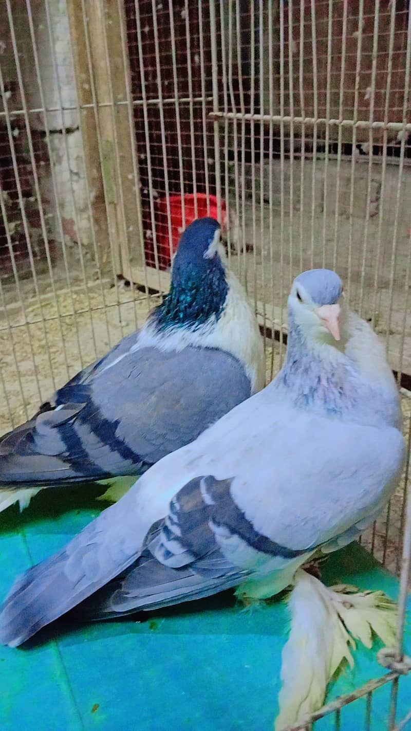 American with close ring import blood line home pair - Parrots - 1110383133