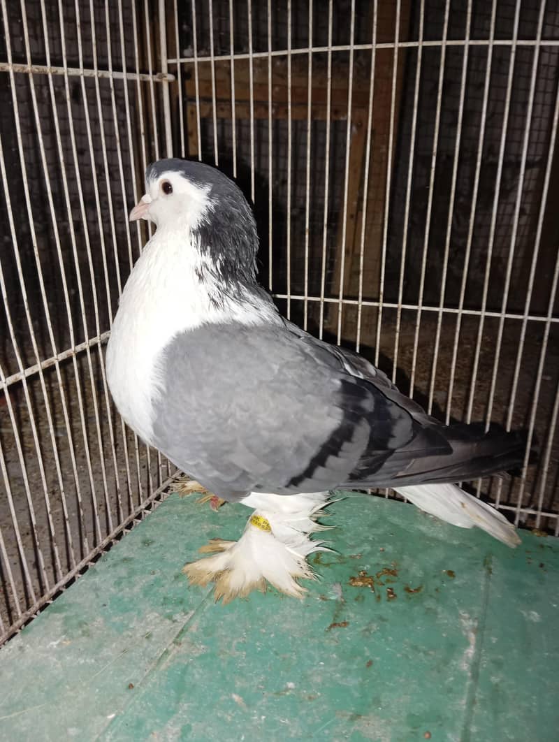 American with close ring import blood line home pair - Parrots - 1110383133