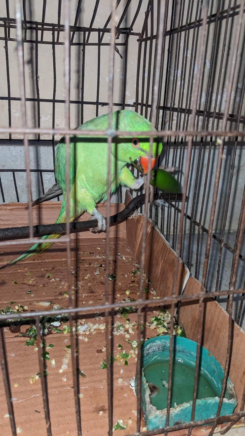 Green Male parrot - Parrots - 1110414030