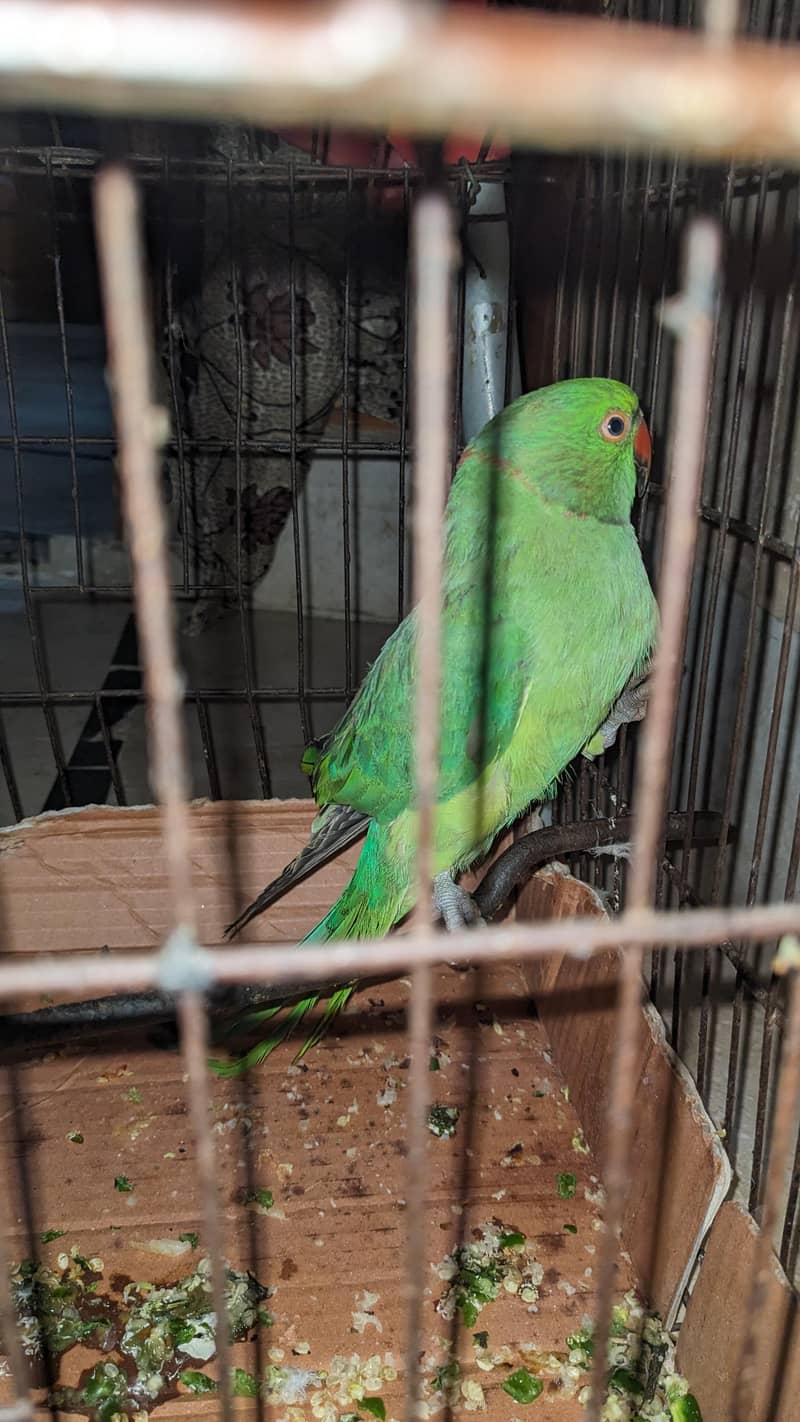 Green Male parrot - Parrots - 1110414030