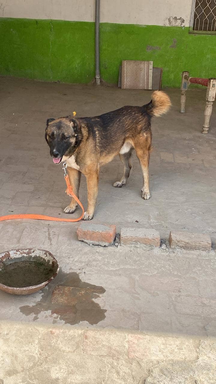 liger the best - Dogs - 1110418085