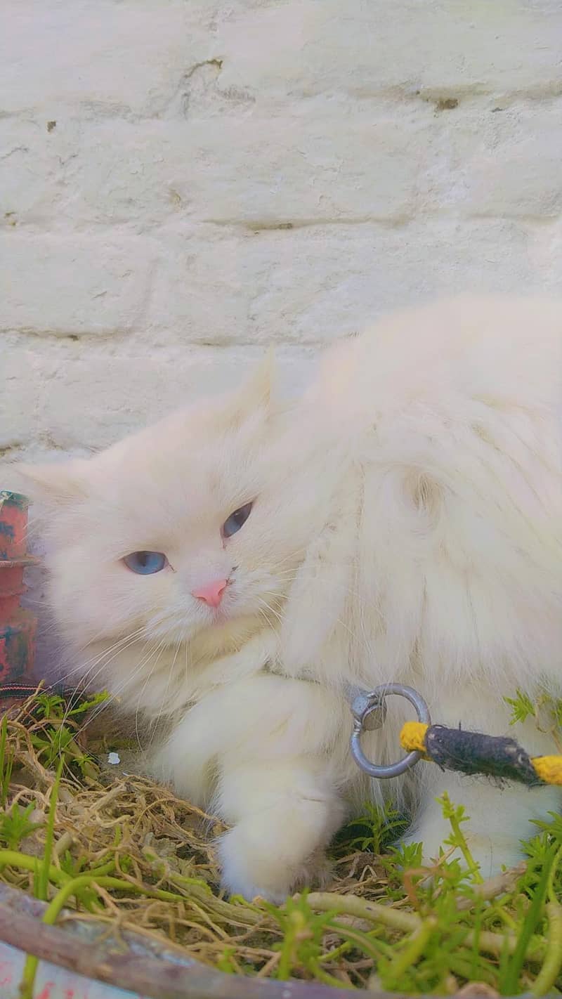 Persian triple coat punch face - Cats - 1110419945