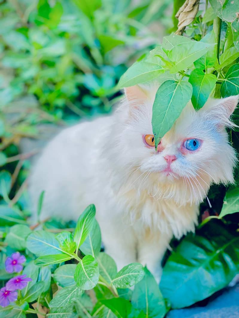 Persian triple coat punch face - Cats - 1110419945