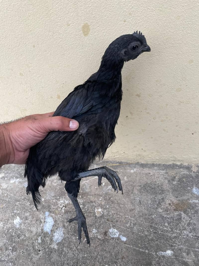 Ayam Cemani German - Hens - 1110421766