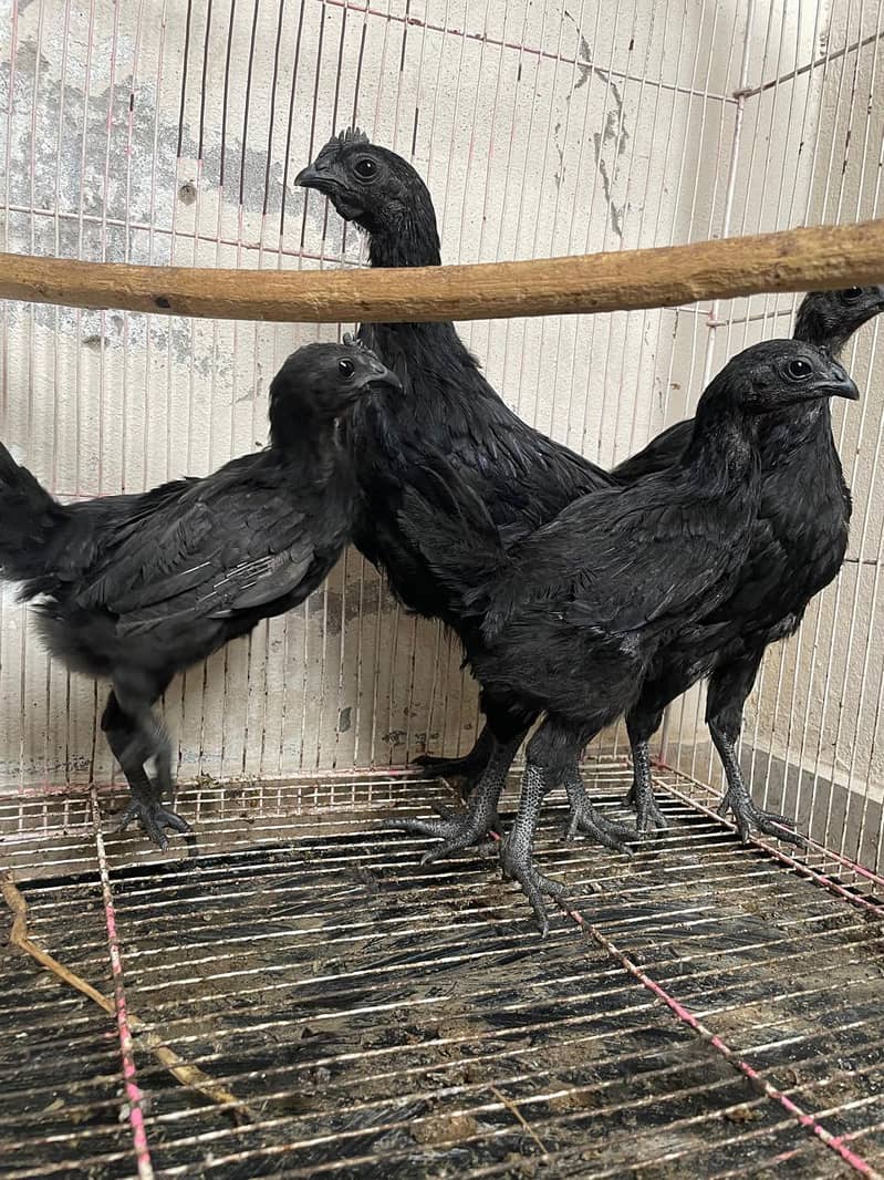 Ayam Cemani German - Hens - 1110421766