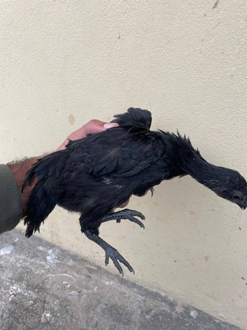 Ayam Cemani German - Hens - 1110421766