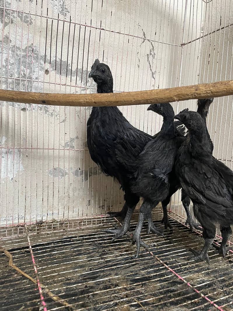 Ayam Cemani German - Hens - 1110421766