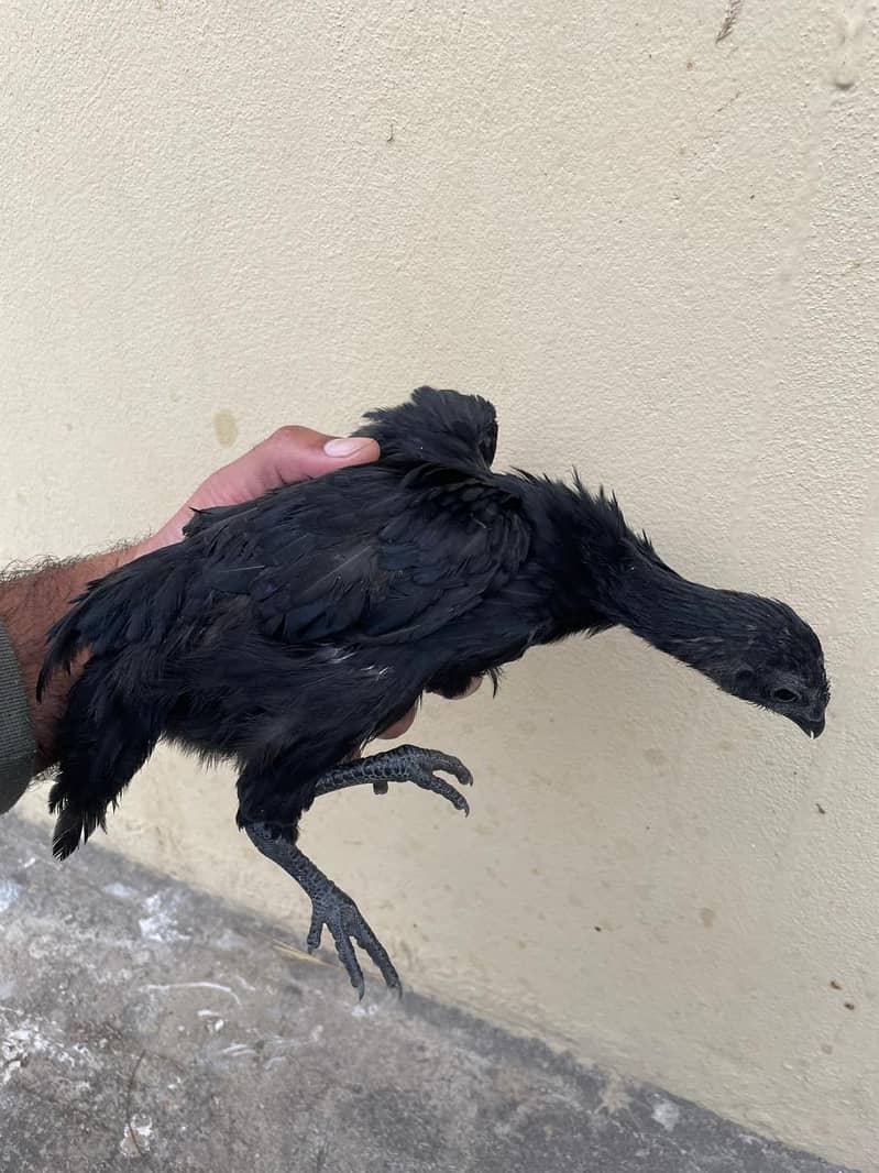 Ayam Cemani German - Hens - 1110421766