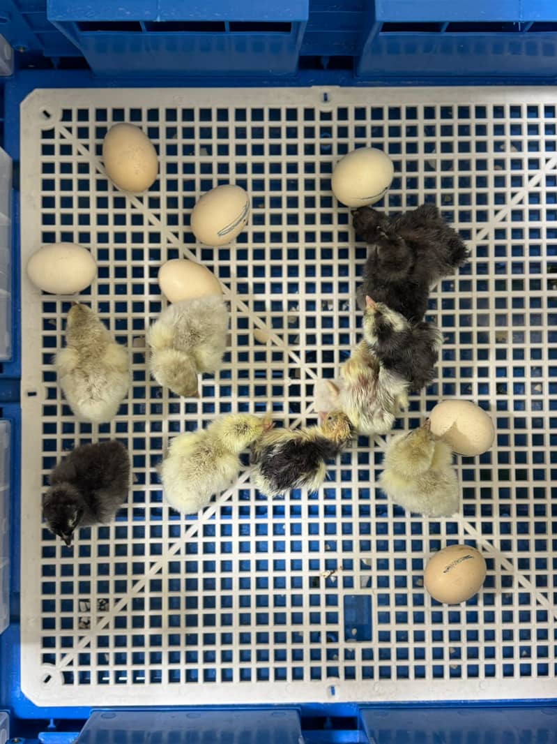 Top Quality Bantam Chicks - Hens - 1110430074