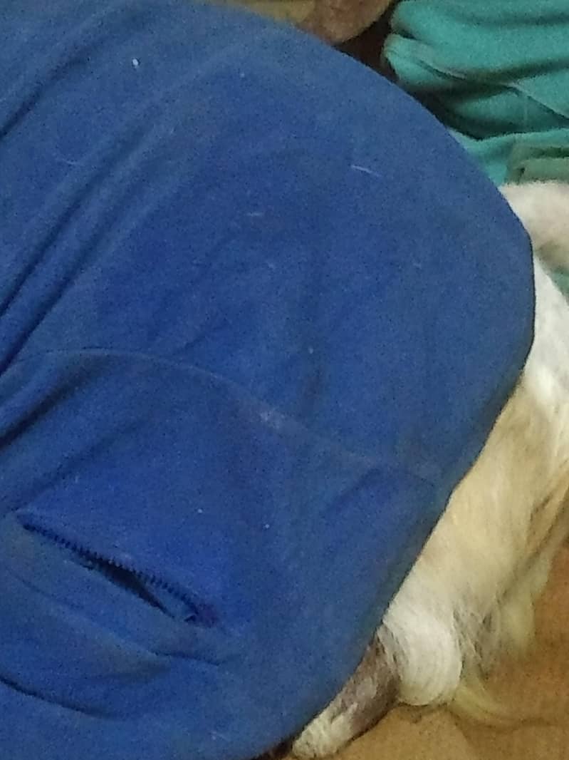 pateri beetle bacha he - Goats - 1110444762