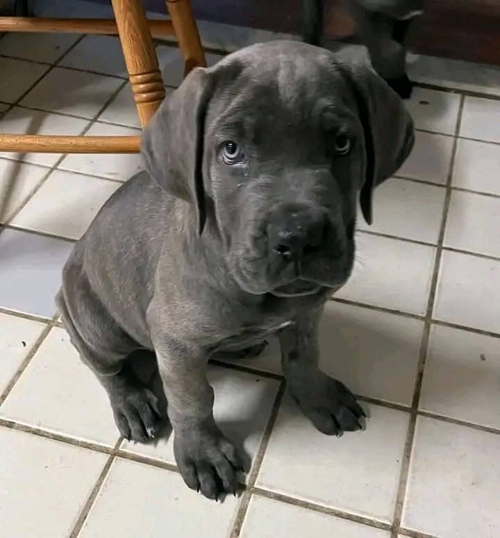 Cane corso pedigree imported microchipped puppies available here - Dogs ...