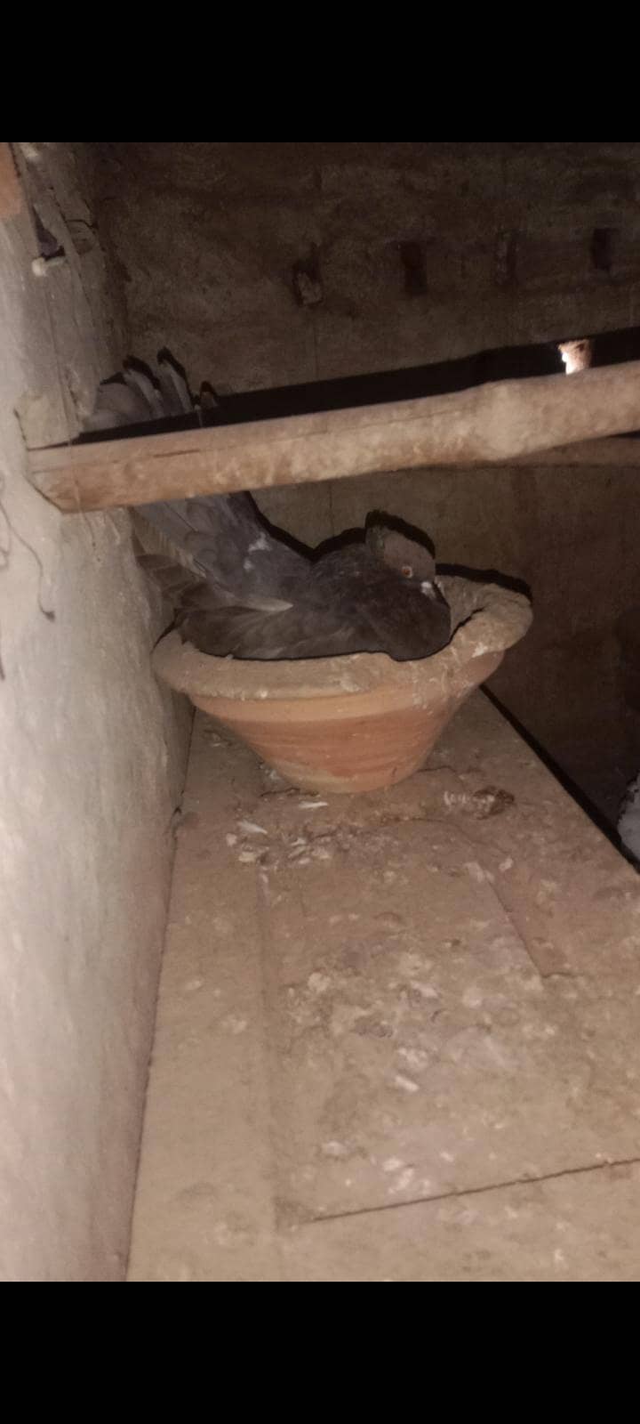 American fantail pigeon 2 pairs - Pigeons - 1110451840