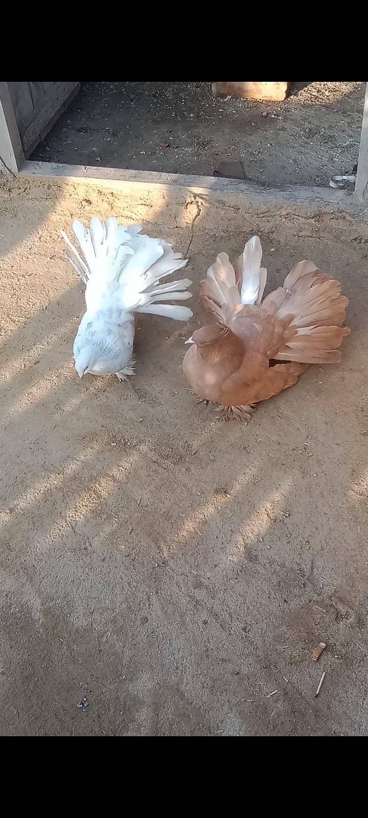 American fantail pigeon 2 pairs - Pigeons - 1110451840