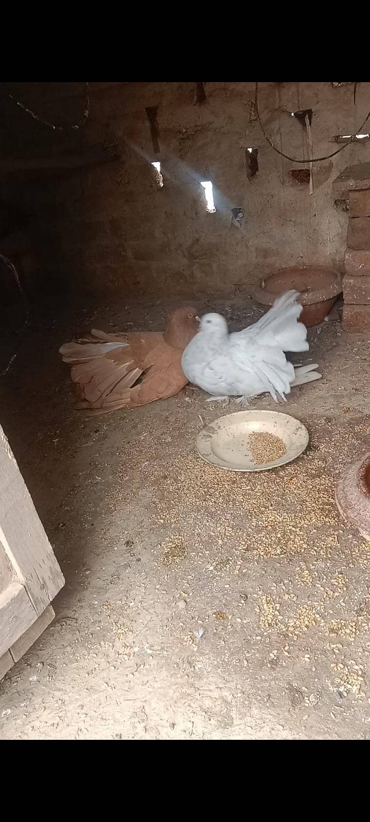 American fantail pigeon 2 pairs - Pigeons - 1110451840