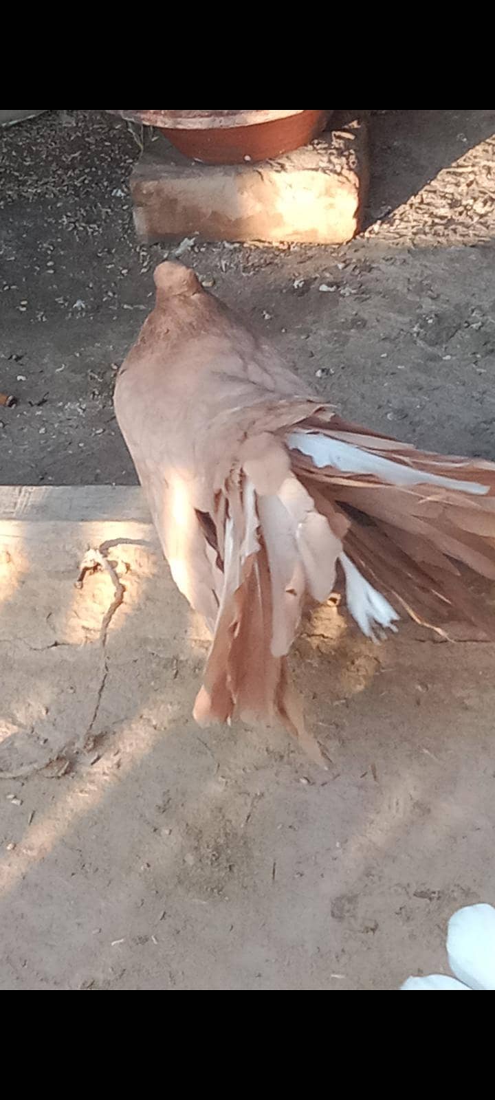 American fantail pigeon 2 pairs - Pigeons - 1110451840