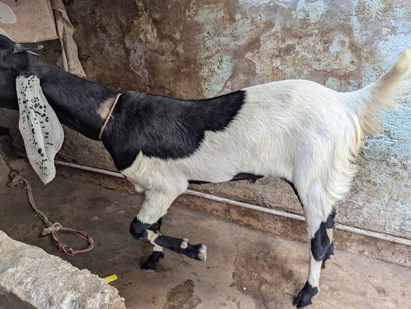 Bakri . . Punjab nasal pathh. . Goat. . Livestock. . Dumba . . bakra ...