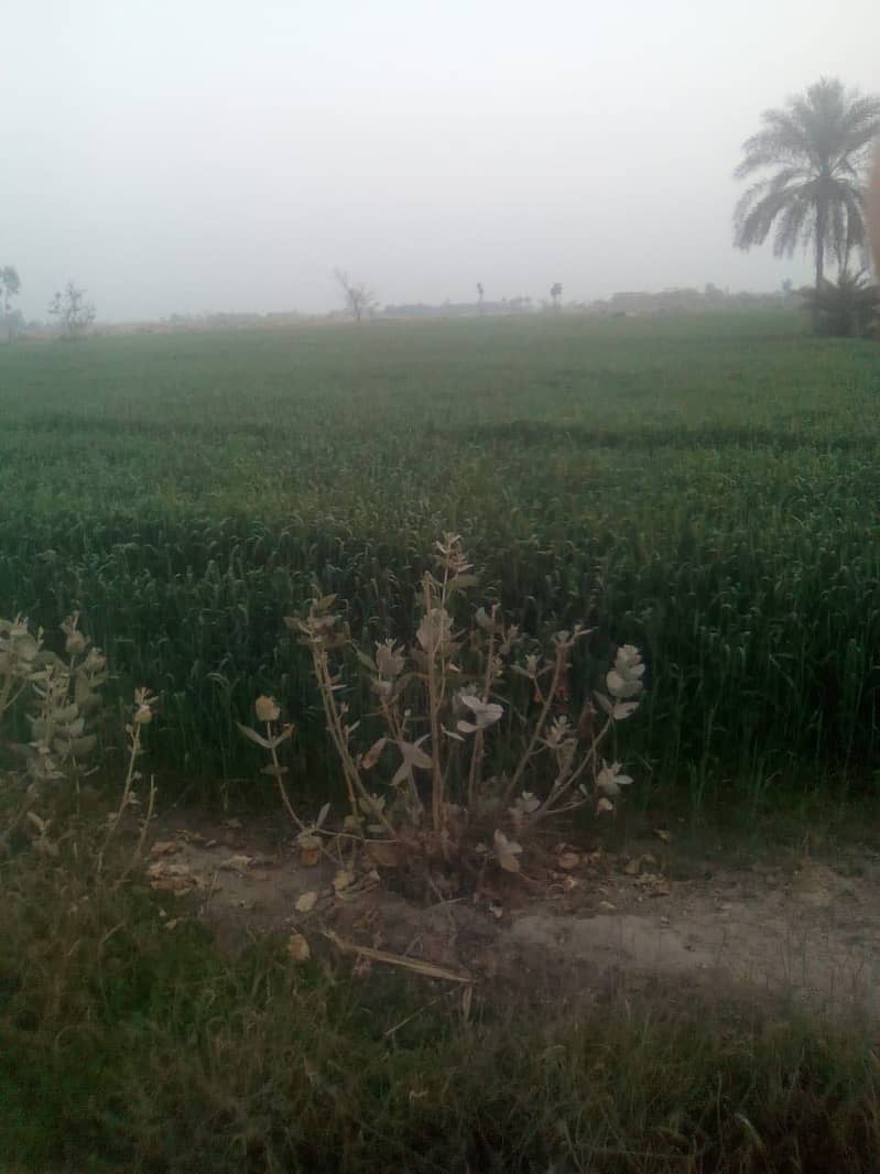 9 Kanal 4 Marla Agricultural Land - Land & Plots - 1110453596