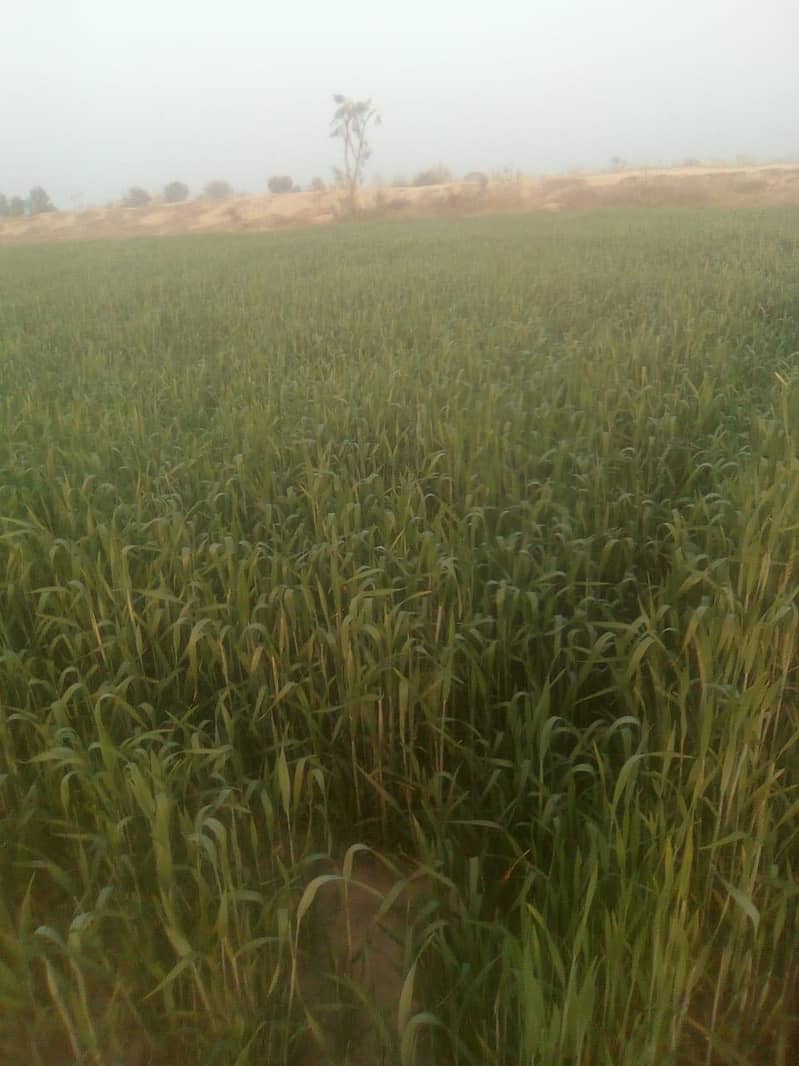 9 Kanal 4 Marla Agricultural Land - Land & Plots - 1110453596