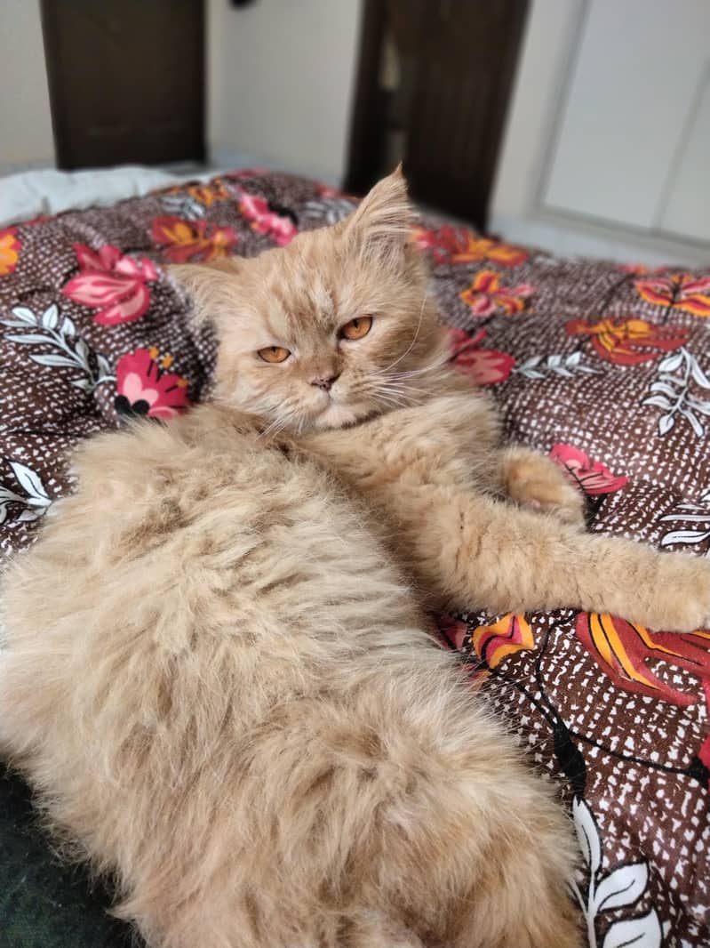 selling cat - Cats - 1110457857