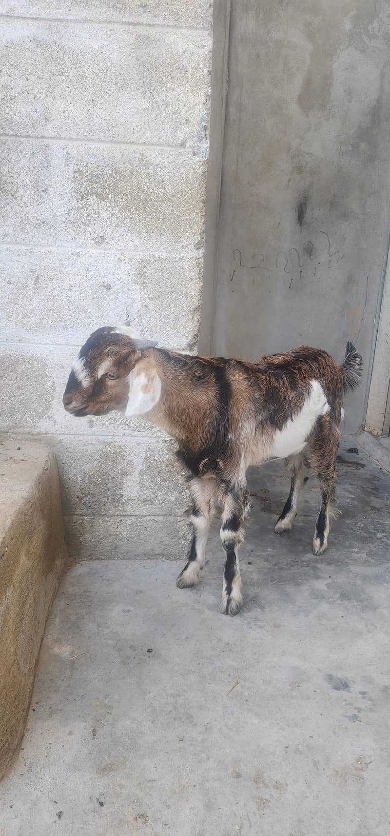 goat 3 - Goats - 1110465042