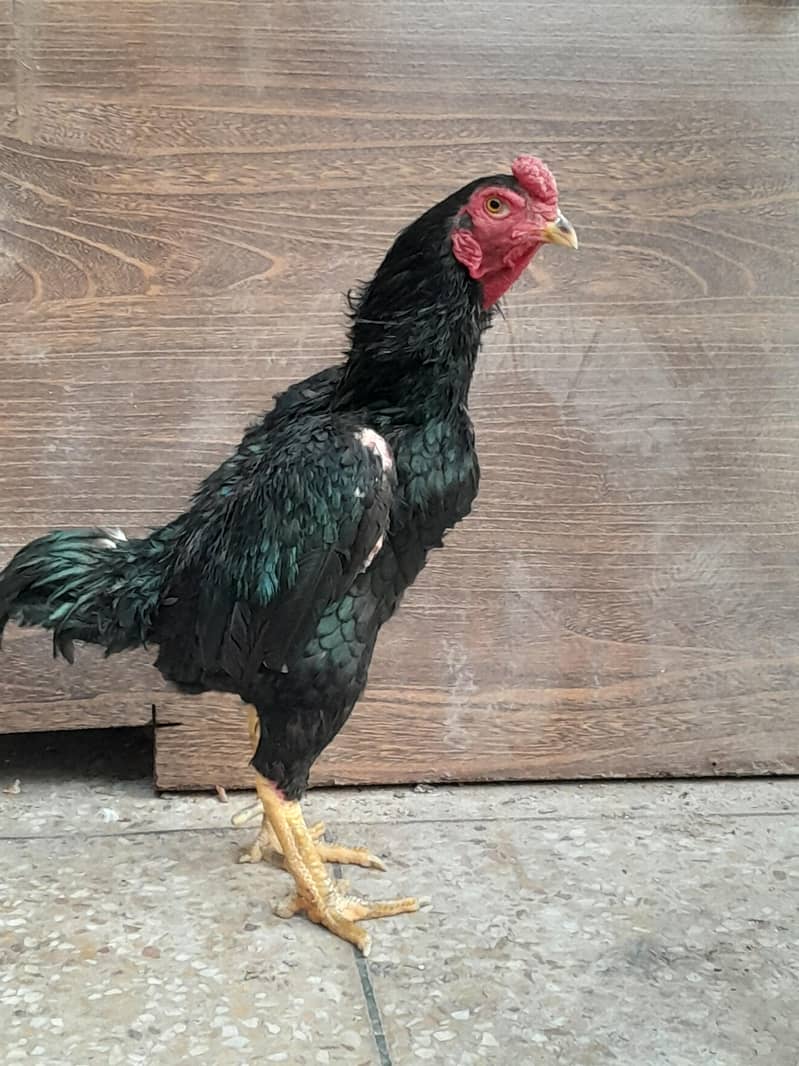 ko shamo breeder male - Hens - 1110466085