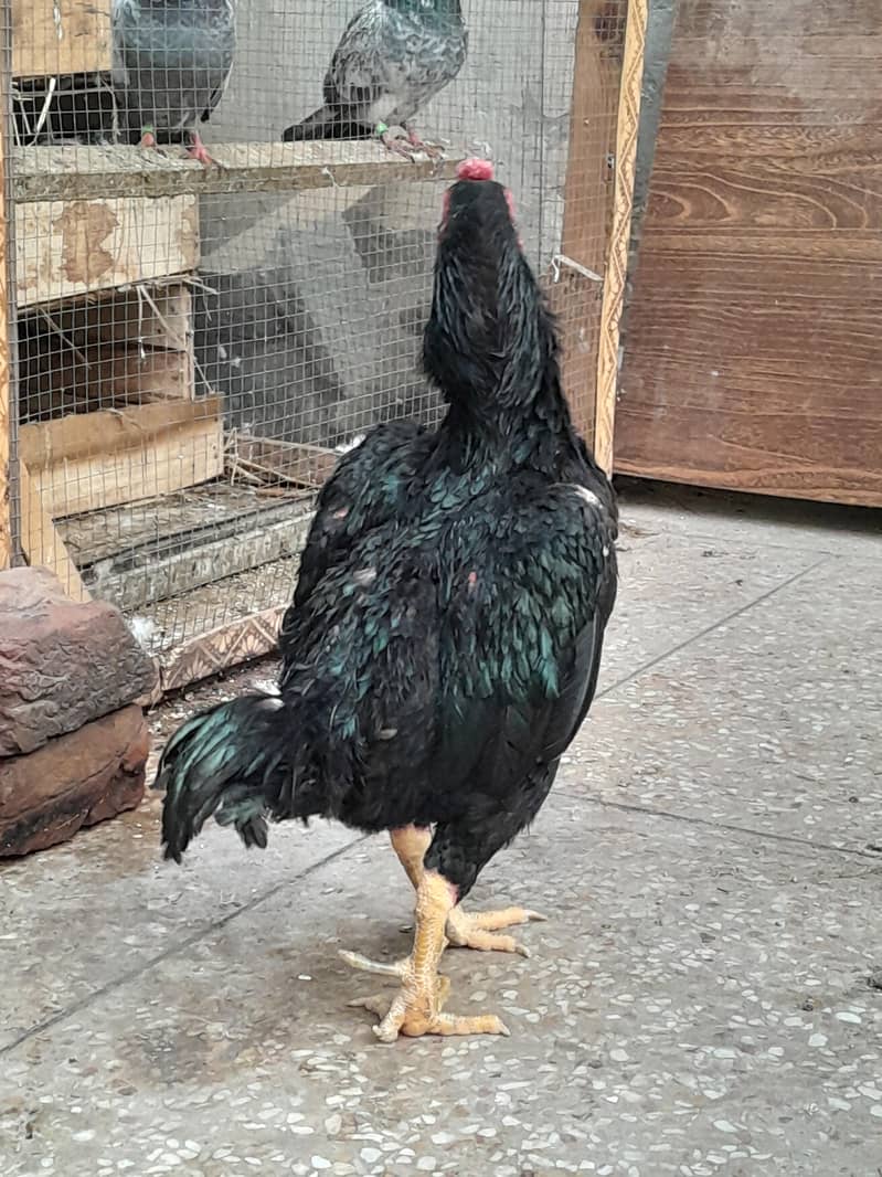 ko shamo breeder male - Hens - 1110466085