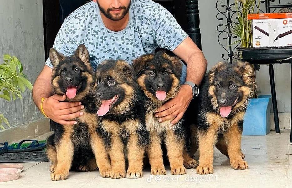 German shepherd puppy 03425137217 - Dogs - 1110468997