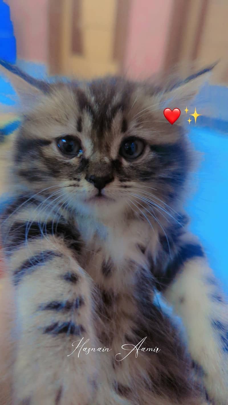 Persian pear and kitten - Cats - 1110476817