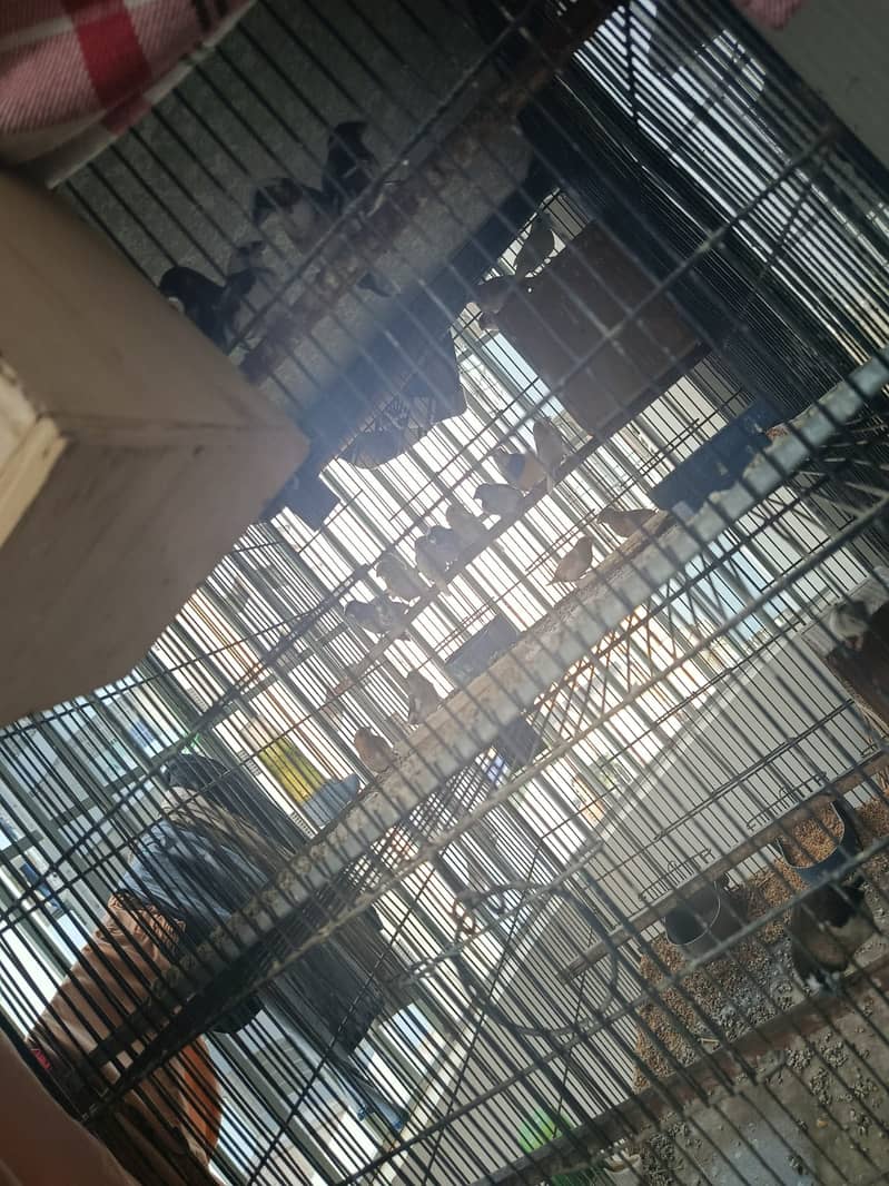 Bengalese Finches & Golden Latino Male for Sale - Finches - 1110494644