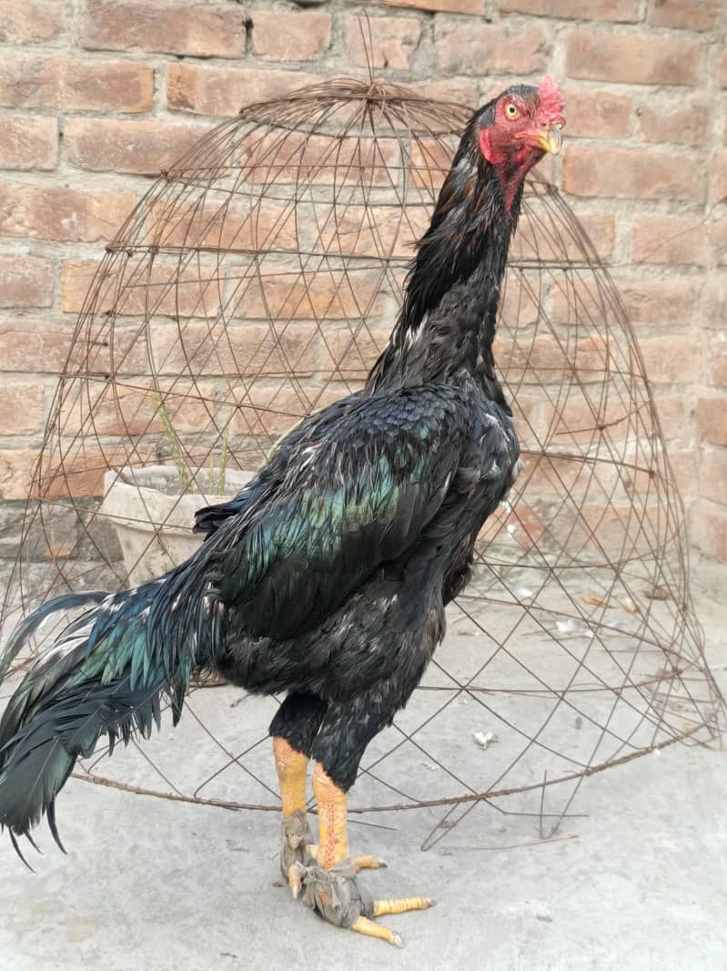 japanese shamo patah - Hens - 1110509716