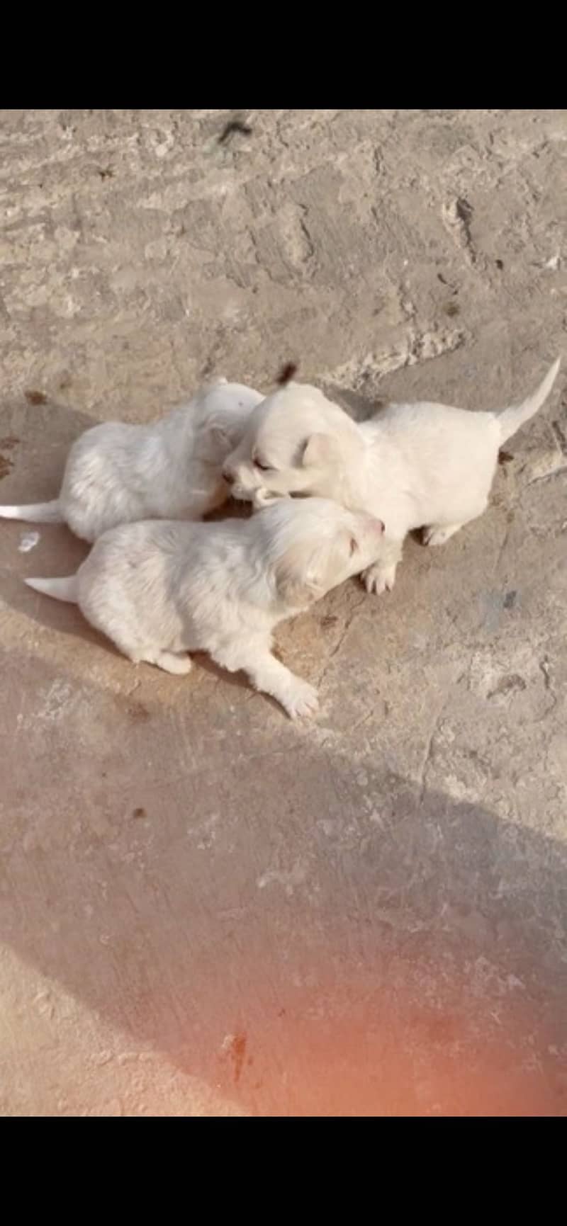Russian dog female and puppies - Dogs - 1110536999