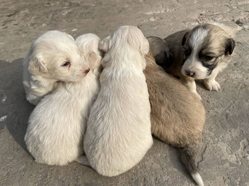 Russian dog female and puppies - Dogs - 1110536999