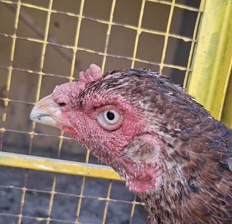 Aseel lakhi / Pakistani Aseel / Aseel Female / Aseel Madi / Hen - Hens ...