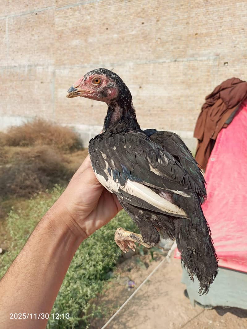 Peeli Breeder Madi + Pathy avlbl - Hens - 1110333694