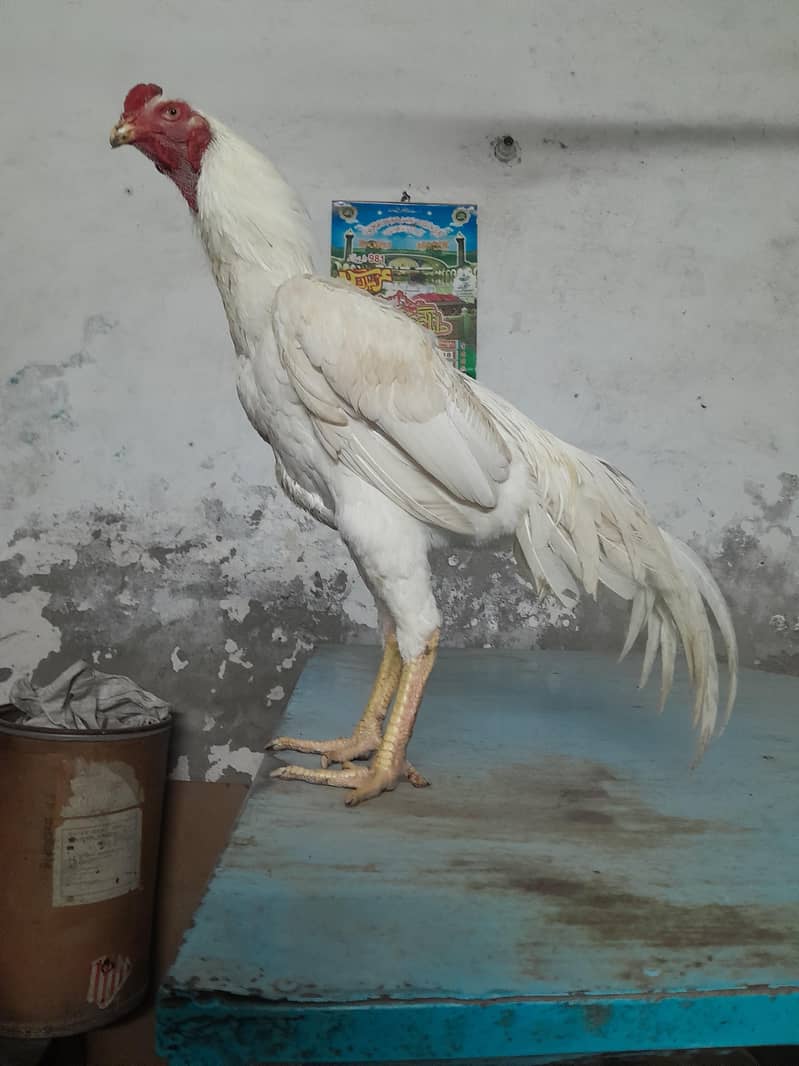withe shamo _withe japni shamo_withe ho shamo_withe jarman shamo - Hens ...