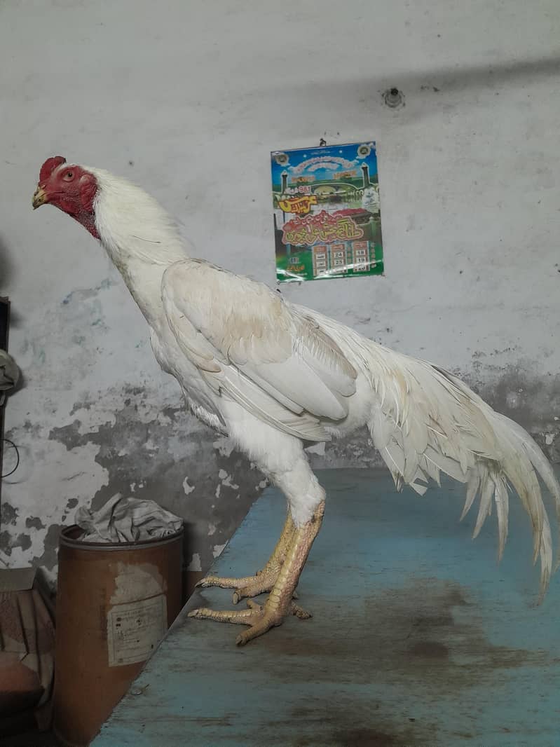 withe shamo _withe japni shamo_withe ho shamo_withe jarman shamo - Hens ...