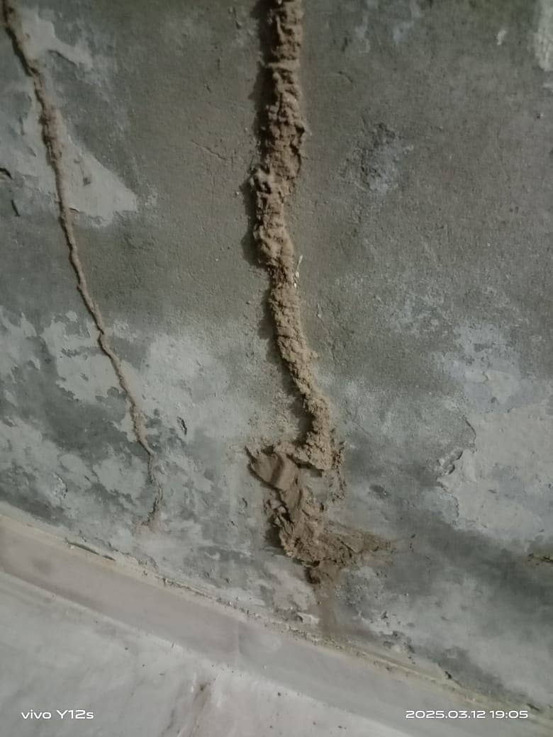 termite control /pest control/Deemak control /Fumigation/ Cockroach ...