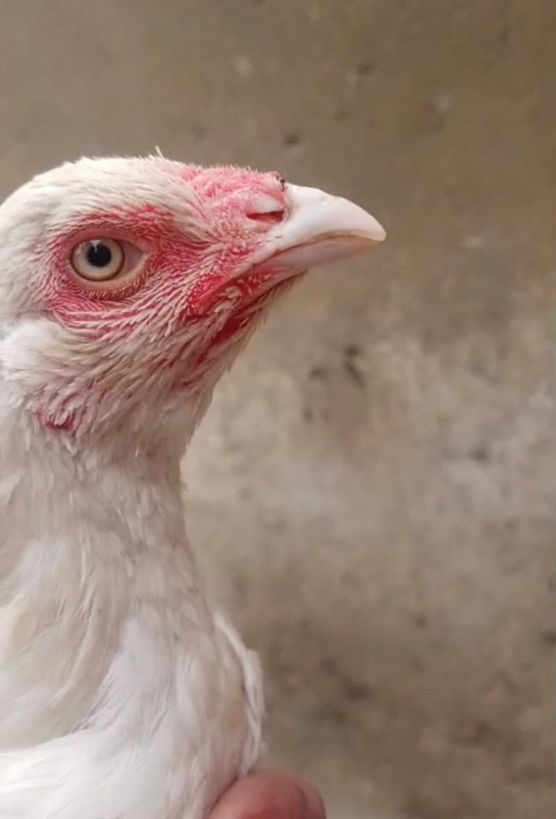 Pure Aseel heera hen/paper white Aseel pathy/ Murga /white heera - Hens ...