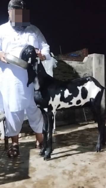 Feamle Goats | Desi bkri | beetle bkri for sale | nagra beetle bakra ...