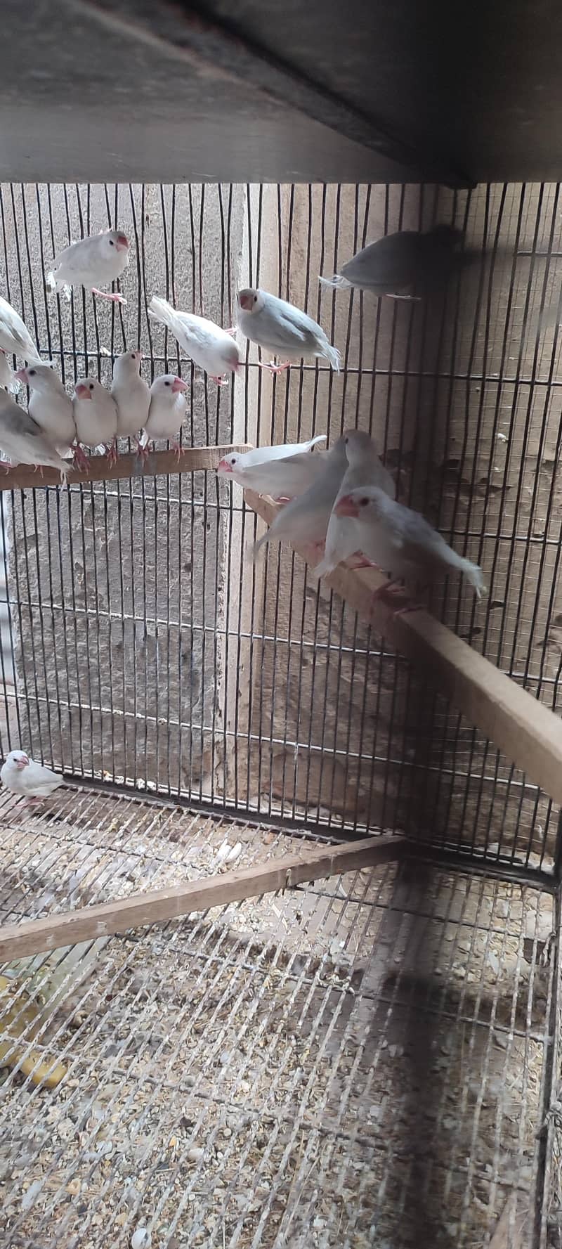 java finch phaty. white fawn - Finches - 1110568469