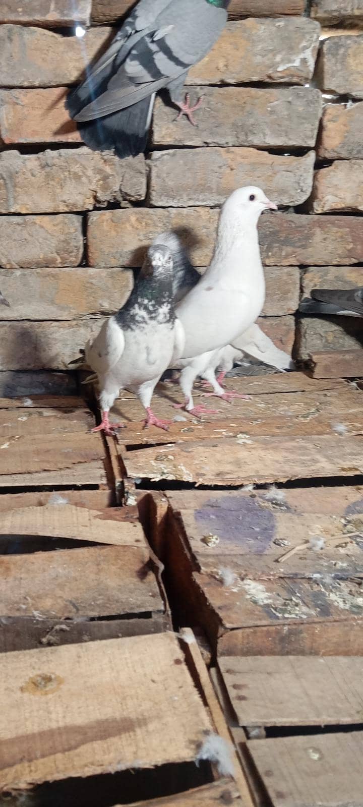 High flyer - Pigeons - 1110148774