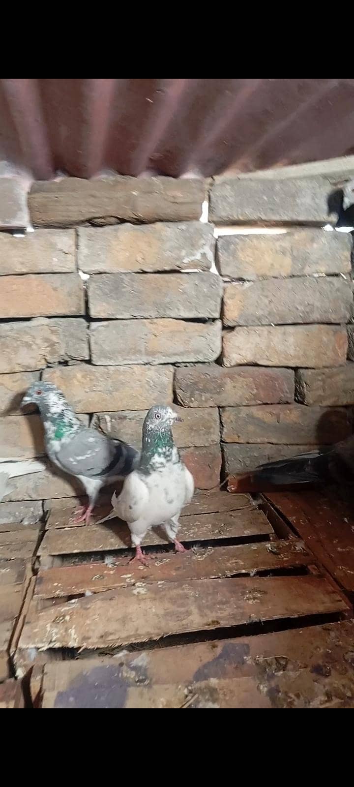 High flyer - Pigeons - 1110148774