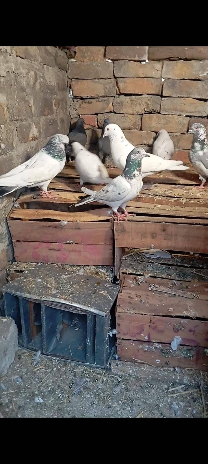 High flyer - Pigeons - 1110148774