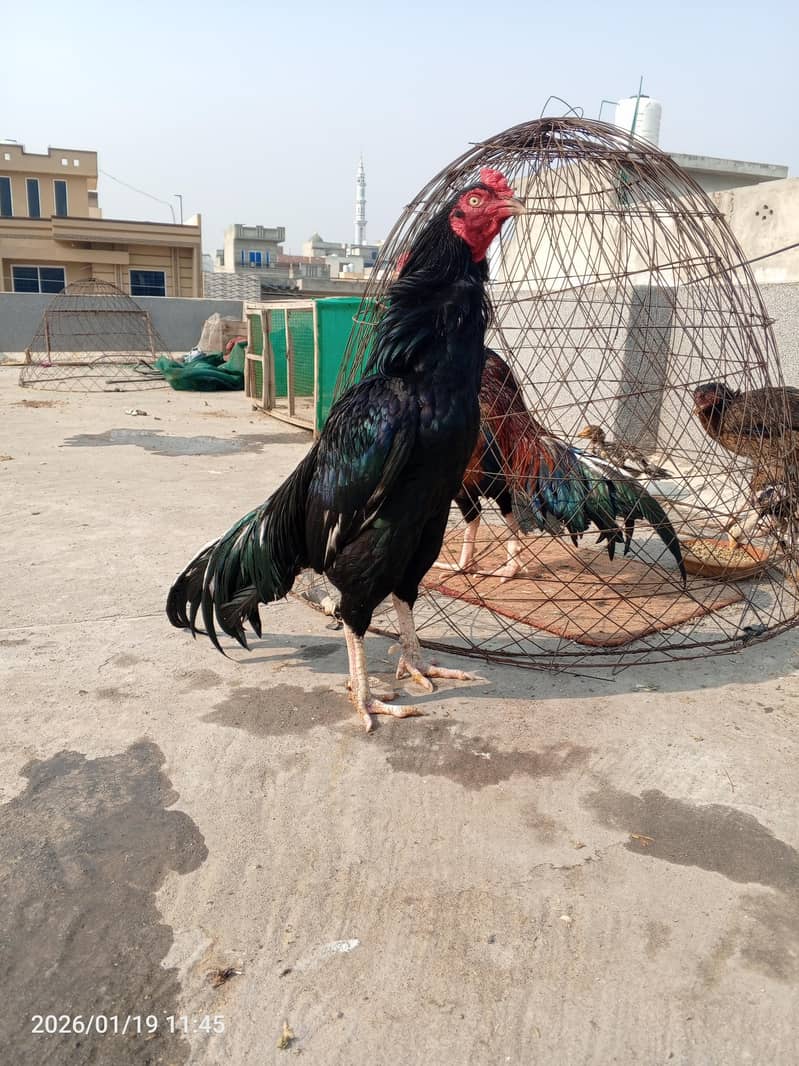 pure mushka - Hens - 1110571824