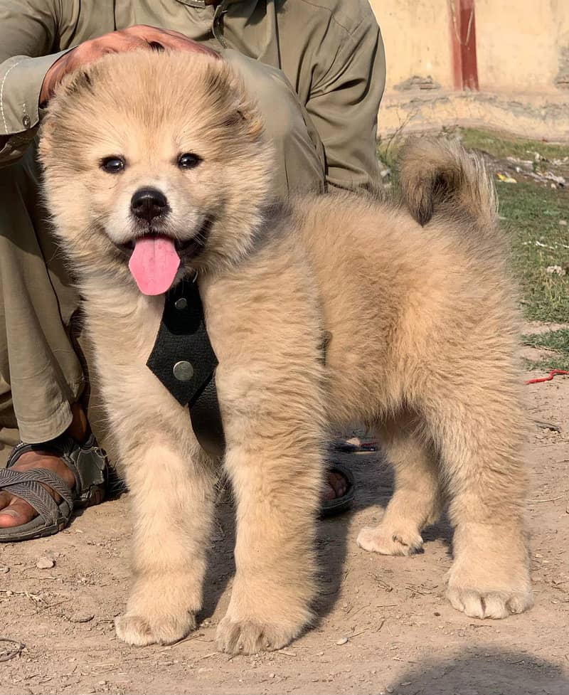 Caucasian Shepherd | Bakharwal male puppy | Bakharwal dog - Dogs ...