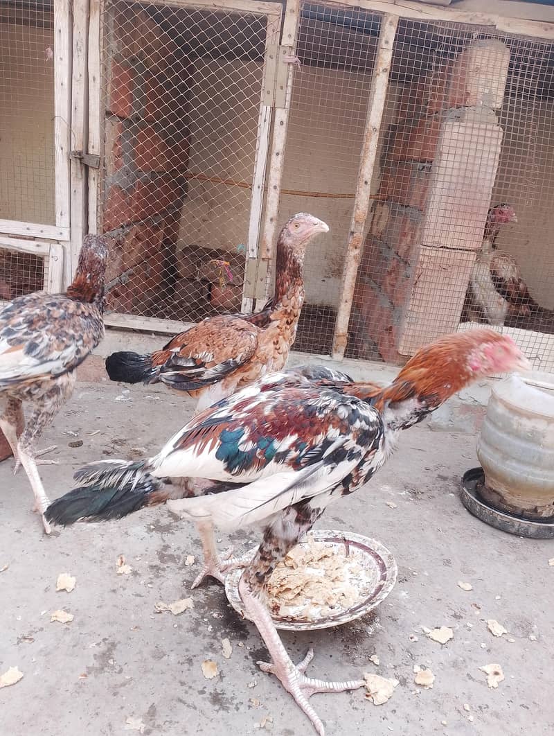 aseel pathy pathi - Hens - 1110597642