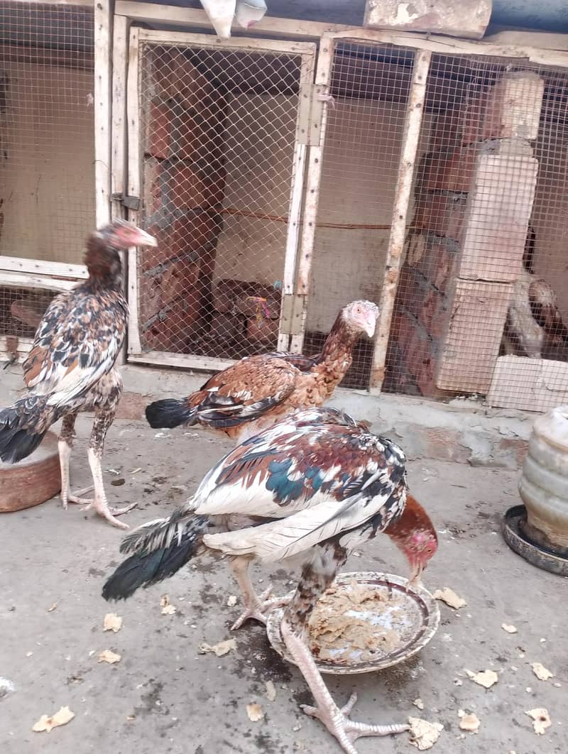 aseel pathy pathi - Hens - 1110597642