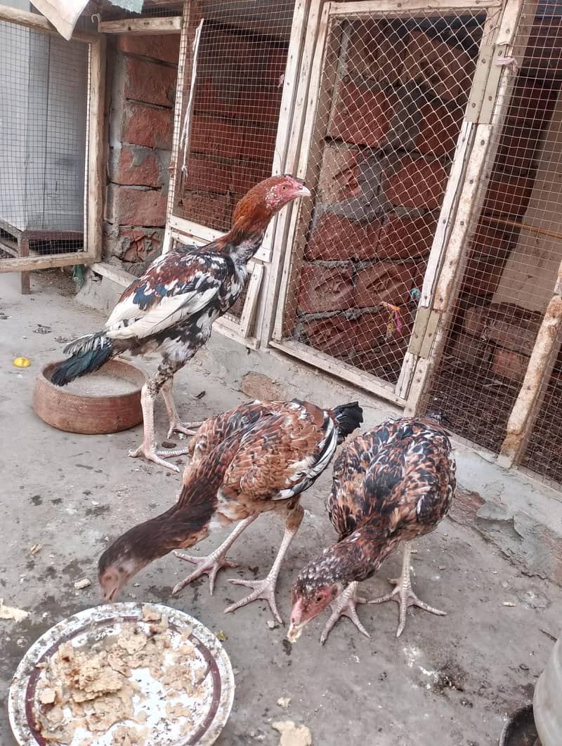 aseel pathy pathi - Hens - 1110597642